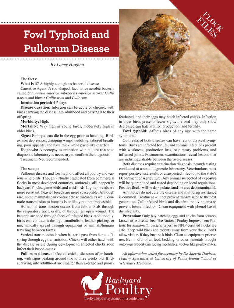 Fowl Typhoid and Pullorum Disease - Backyard Poultry